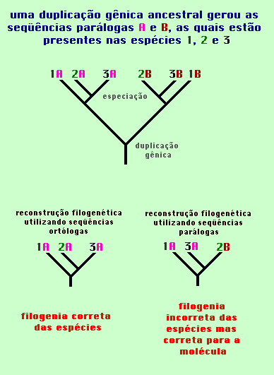 Tipos de seqüências. Homologias.